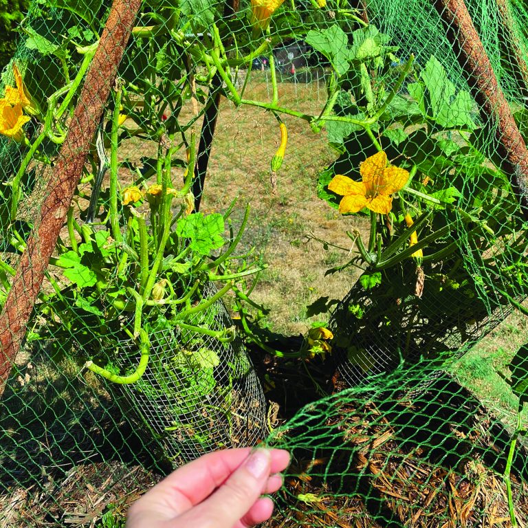 How to Keep Varmints Out of Your Garden - Countryside